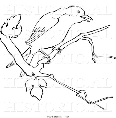 Mockingbird Drawing At Free For Personal Use