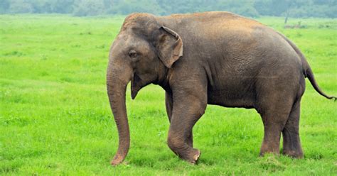 Whispers In The Herd Decoding Elephant Behavior The Natureye
