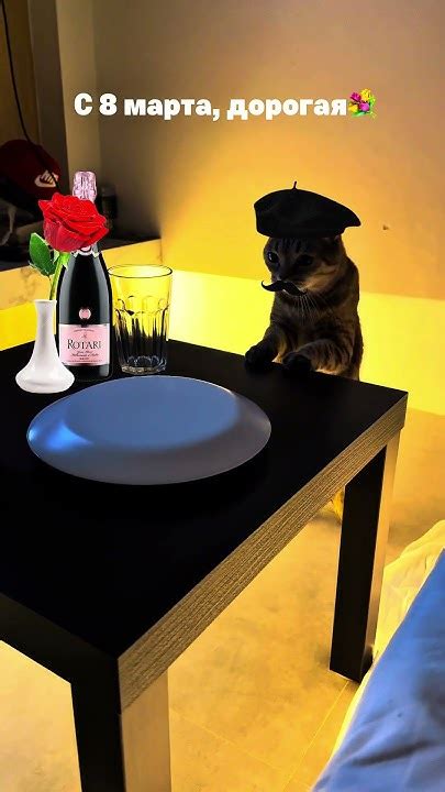 Отправь самой лучшей 8марта юмор веселыекоты прикол животные котики кот топ коты Youtube