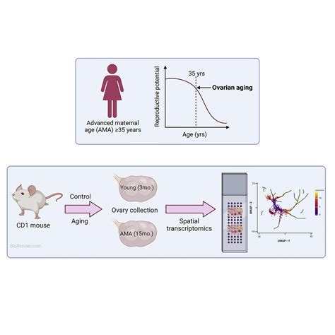 spatially resolved transcriptomic profiling of ovarian aging in mice