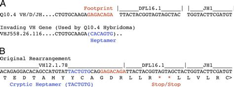 Functional Igh Gene For The Q104 Hybridoma Created By Vh Replacement Download Scientific