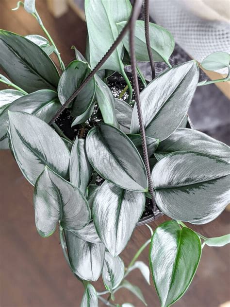 All About The Stunning And Shimmery Scindapsus Silver Hero Plant