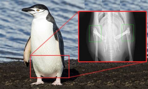 Os Pinguins Têm Joelhos Zona Curiosa