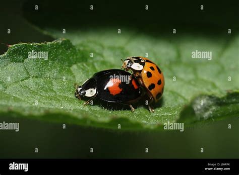 Insect Beetle Spring Propagation Mating Mate Ladybug Glckskfer Insekte