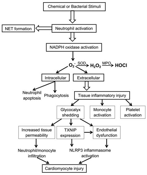 Cascade Of Intracellular And Extracellular Consequences Of Redox Stress Download Scientific