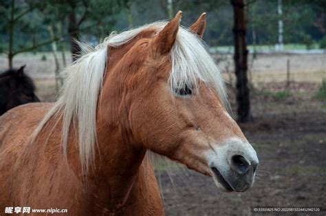 马摄影图家禽家畜生物世界摄影图库昵图网