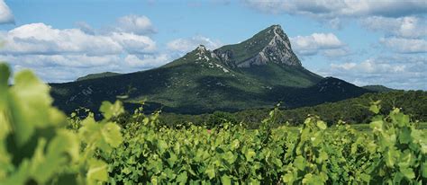 Château Leuzière Pic Saint Loup Wine Vignobles Vellas