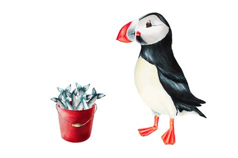 하얀 배경에 분리된 물고기로 가득 찬 빨간 양동이가 있는 수채화 퍼핀 새 현실적인 북극과 남극 해양 포유류를 손으로 그립니다 디자이너 장식 엽서 포장지 스크랩북 표지 로고