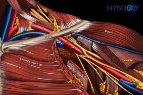 Nysora Drawing Costoclavicular Anatomy English Labels Anatomytool