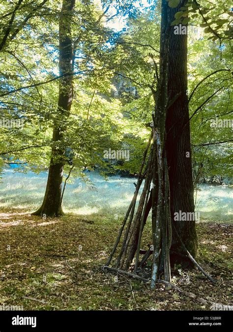 Trees In Sunlight Stock Photo Alamy