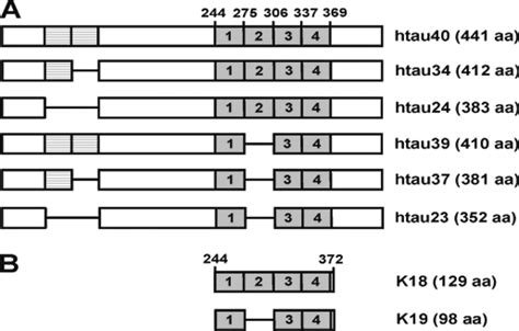 Bar Diagrams Of Tau Isoforms And Constructs A Tau Isoforms Are Download Scientific Diagram