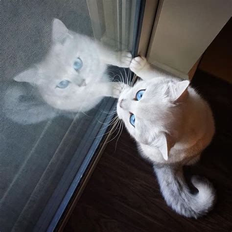 خلفيات قطط للموبايل بكل ألوان القطط صور جميلة ومرحة للآيفون والأندرويد