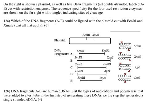 Solved On The Right Is Shown A Plasmid As Well As Five Dna