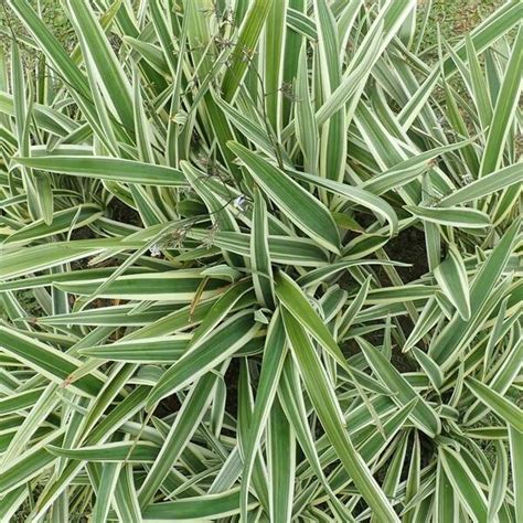 Variegated Ribbon Grass