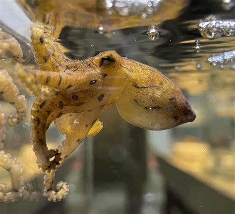 Venomous Love These Male Octopuses Inject Venom Into Females So They