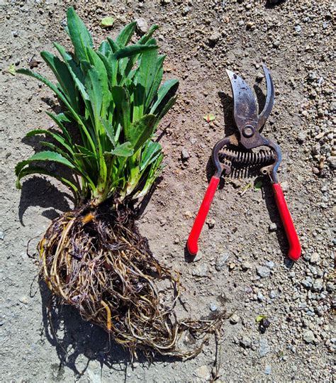 Leucanthemum X Superbum Shasta Daisy For Sale Red Panda Nursery