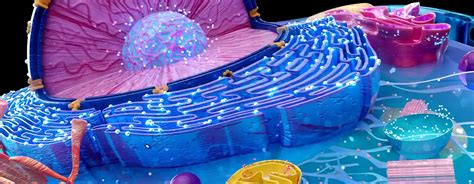 Exosomes In Cosmetology And Aesthetic Medicine Indications And