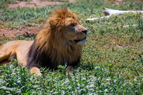 화창한 날 들판에서 쉬고 있는 바바리 사자의 클로즈업 보기 갈색에 대한 스톡 사진 및 기타 이미지 갈색 낮 녹색 Istock
