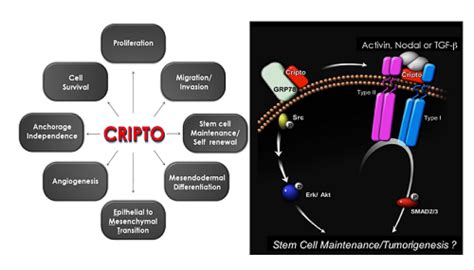 Spike Lab The Role Of Cripto University Of Utah Health University