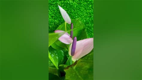 ඇලෙක්සියා පර්පල් එක්ක ඇලෙක්සියා වයලට් Youtube