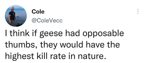 2808 Best Geese Images On Pholder Tihi Brand New Sentence And