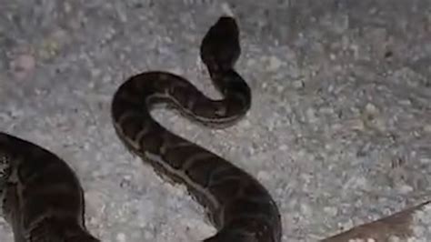 Large Python Found Hiding Inside Lighting Fixture