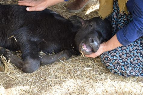 Manda Yavruları çakallar Tarafından Telef Edilen Döndü Teyzeden Yardım çığlığı Haber 7 Ülkede