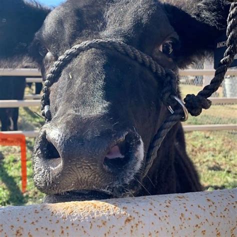 Addison Tomlinson Youtube