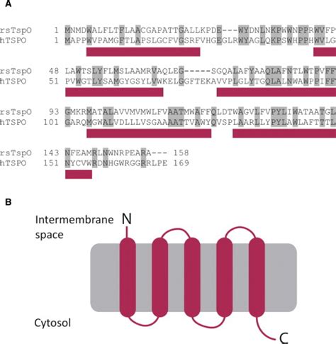 Comparison Of Sequence And Topology Of The Human And Bacterial Tspo Download Scientific Diagram
