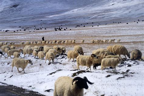 Sheep The White Haired Treasure Ict Blog