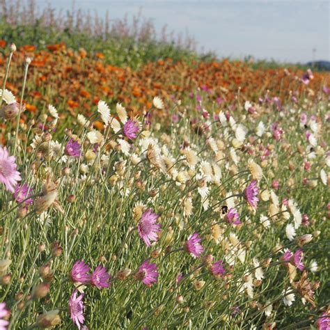Xeranthemum Immortelle Doubles Mix Summertime Seed Co