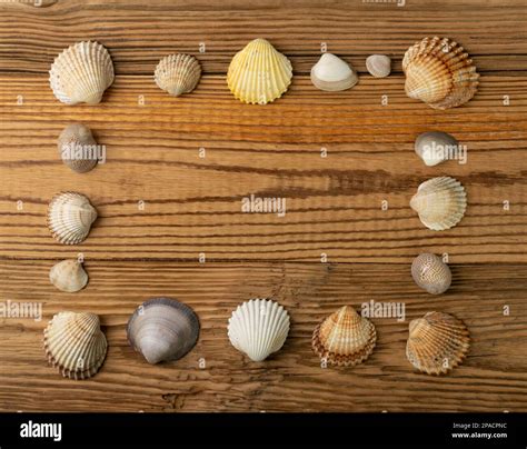 Sea Shell Frame Multicolored Seashells Border Clam Mollusc Shells