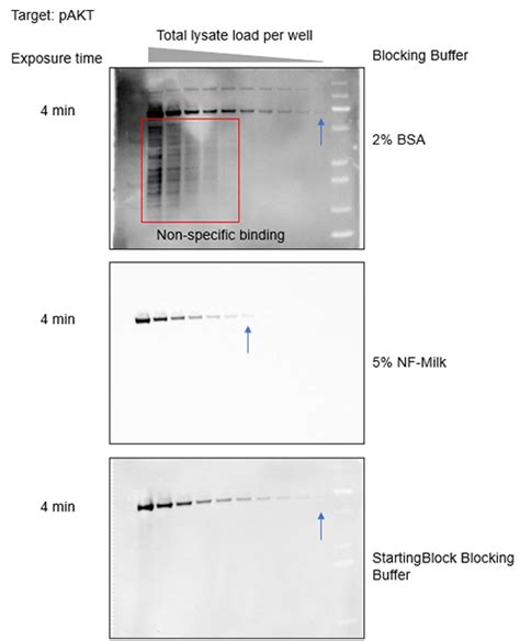 Blocking Buffers For Western Blot And Elisa Thermo Fisher Scientific Tw