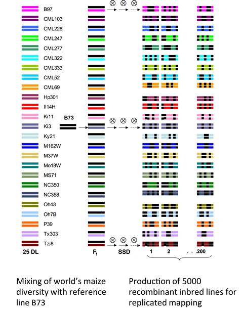 Creating Genetic Maps From Gbs Data Bioinformatics Workbook