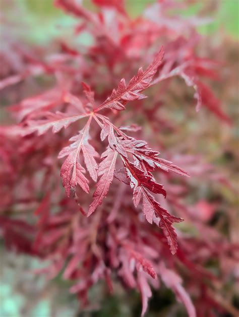 Japanese Maples From Monrovia The Martha Stewart Blog