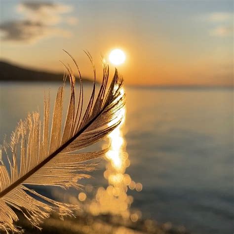 Sunrise Feather Идеи для фото Фотография Kunst