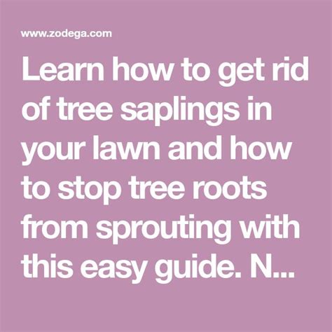 Get Rid Of Tree Saplings In Your Lawn Stop Tree Roots From Sprouting