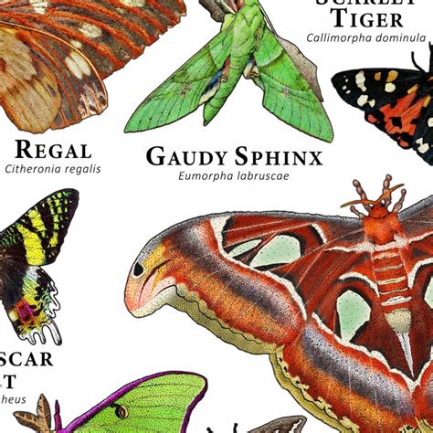 Moths Of The World Poster Print Signed By Artist Etsy