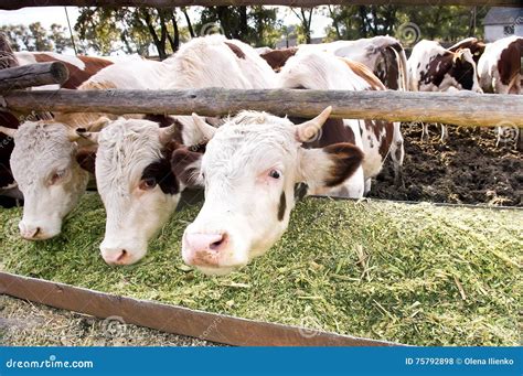 Las Vacas Lecheras Comen Ensilaje En Una Granja Foto De Archivo