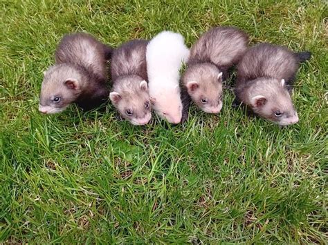 Ferret Kits Ready Now Birdtrader