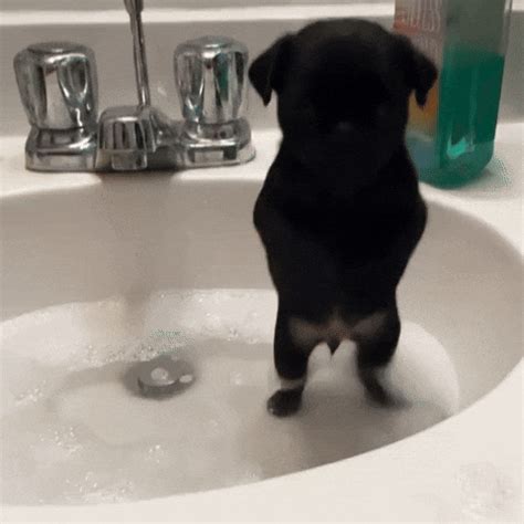 Scuba Dancing Cat  Find And Share On Giphy