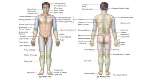 Anatomy Chapter 3 Flashcards Quizlet
