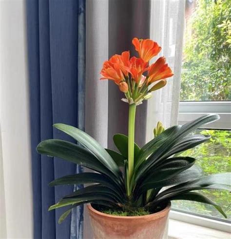 君子蘭爛根原因及解決方法 Imomo植物識別