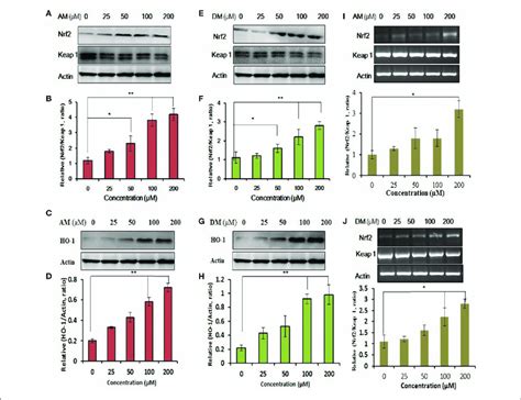 Functional Characterization Of AM And DM Mediated Expression Of Nrf Download Scientific