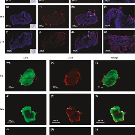 Viability Of Tooth Germs Under 3d Ex Vivo Culture Ad Cell Apoptosis