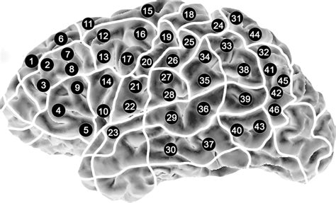 Distribution Of Stimulated Points During Rtms Language Mapping Download Scientific Diagram