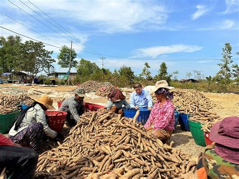 ថៃត្រូវការដំឡូងមីពីកម្ពុជា និងឡាវដើម្បីបំពេញការនាំចេញនៅឆ្នាំនេះ