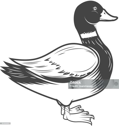 야생 오리 그림 흰색 배경에 고립입니다 레이블 상징 기호에 대 한 디자인 요소입니다 벡터 일러스트 레이 션 오리 물새에 대한