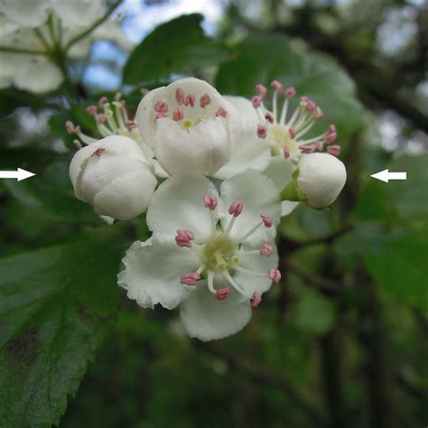 Flowers Of C Laevigata × C Subsphaerica At Different Stages Of