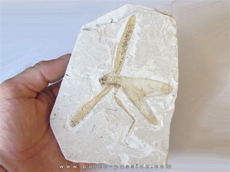 Big Green Grasshopper 10 Cm Tettigonia Sp Miocene Massif Du